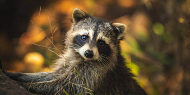 🌟 JENNIFER Day 2026 – May 30 • iHEARTdays.com